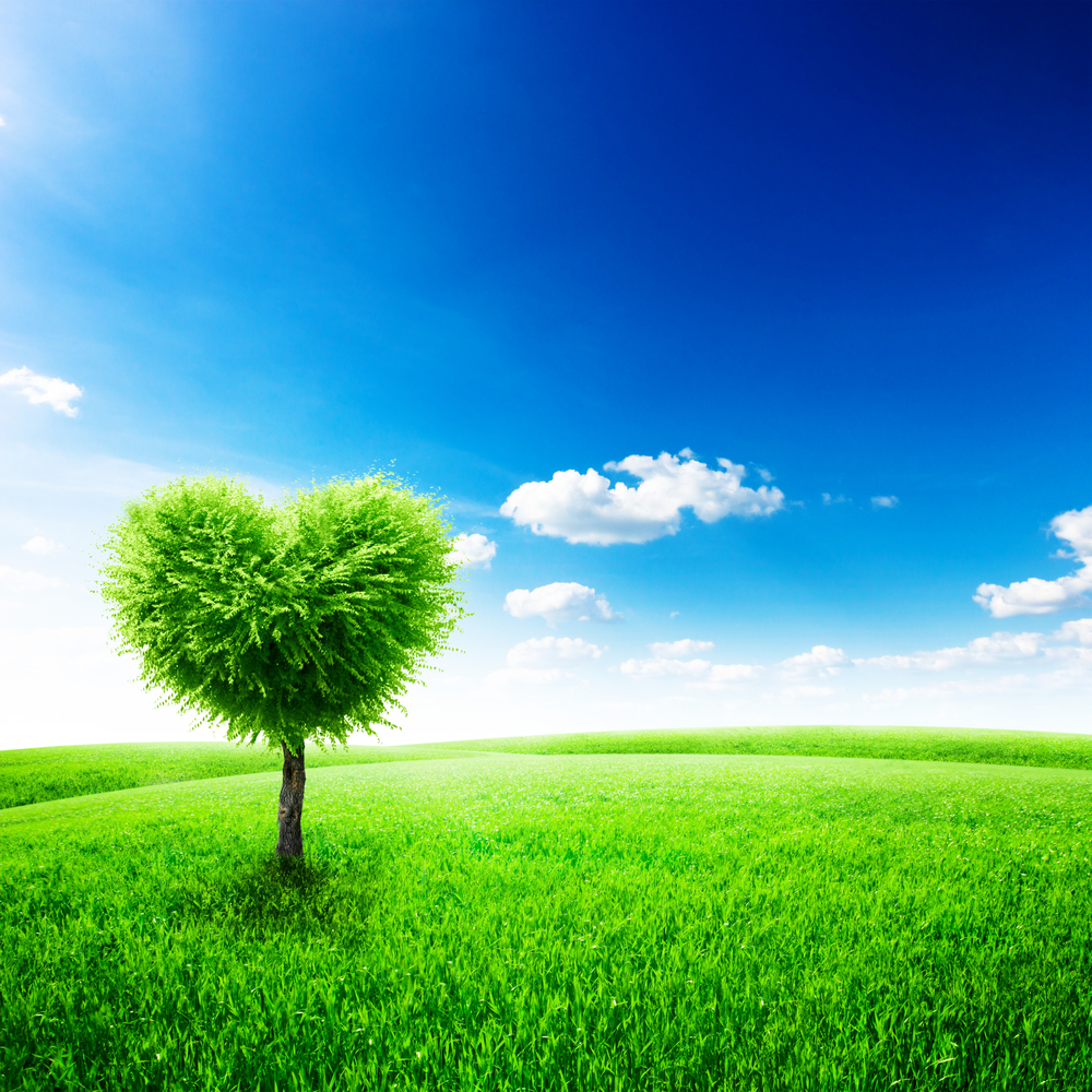 10 Ways to Reduce Waste and have a Green Valentine's Day | Harmony